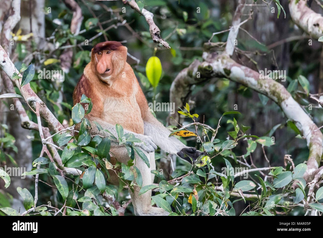 Adult male proboscis monkey (Nasalis larvatus), Tanjung Puting National ...