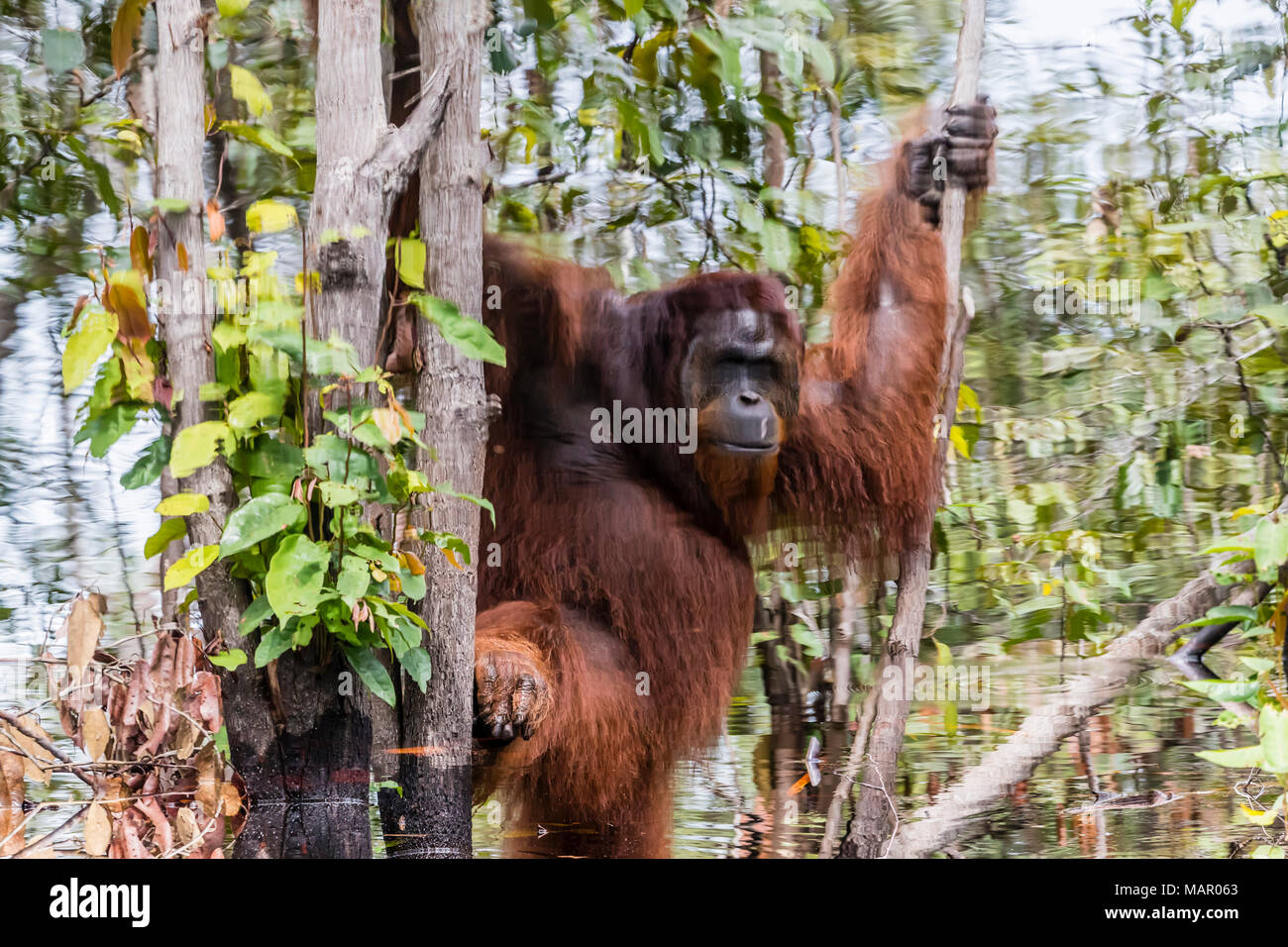 Reflection of wild male Bornean orangutan (Pongo pygmaeus), Buluh Kecil ...