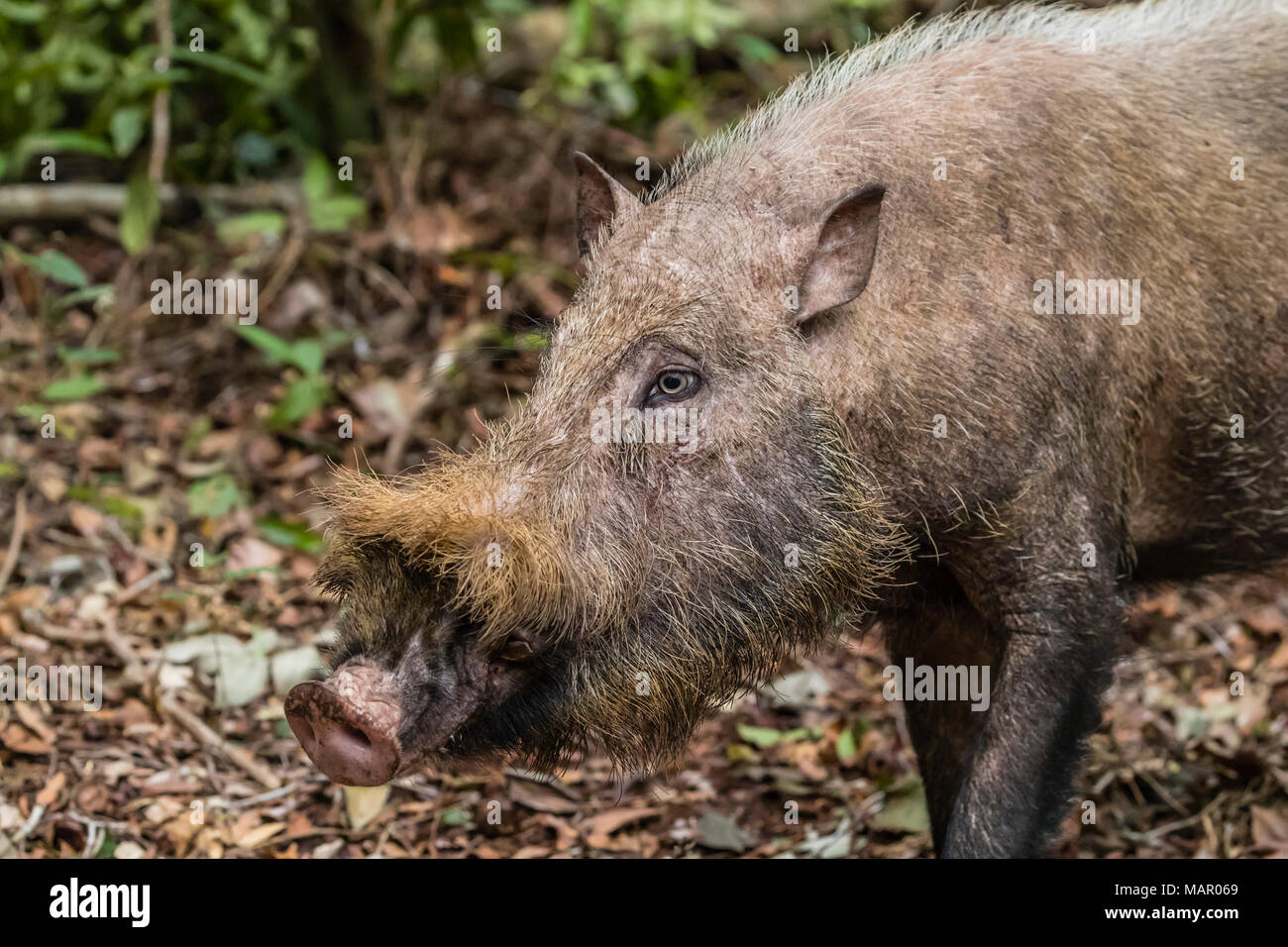 Adult Bornean bearded pig (Sus barbatus), Tanjung Puting National Park ...