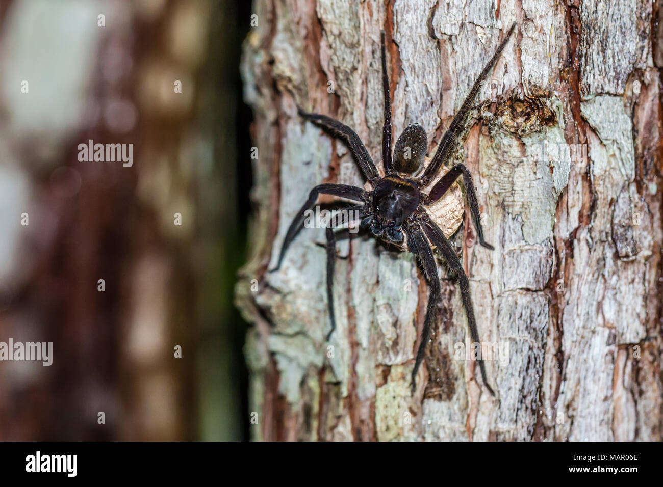 Spider with egg mass on a tree in Tanjung Puting National Park ...