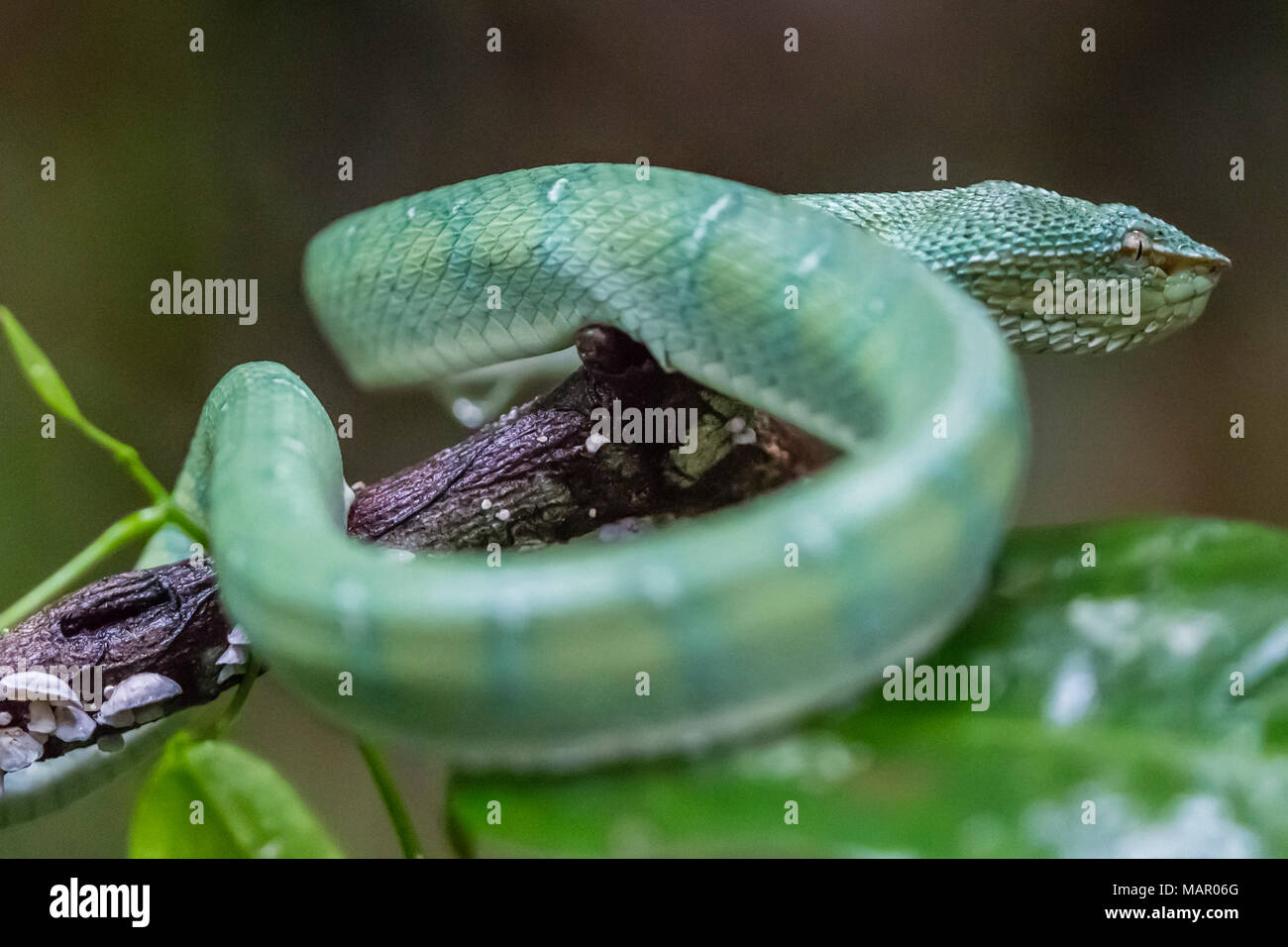 Bornean keeled green pit viper (Tropidolaemus subannulatus), Tanjung ...