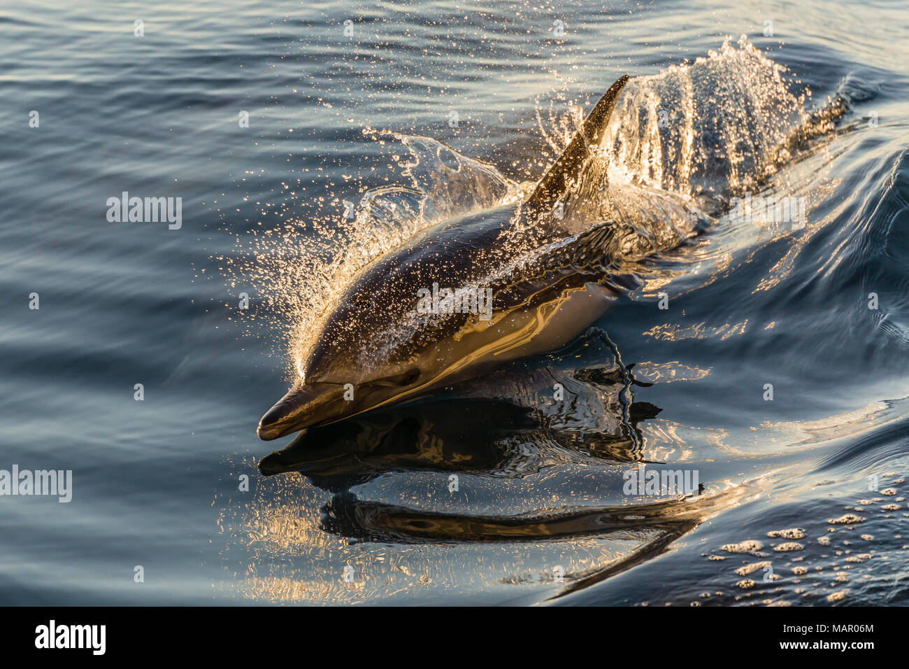Long-beaked common dolphin (Delphinus capensis) wake riding, Isla ...