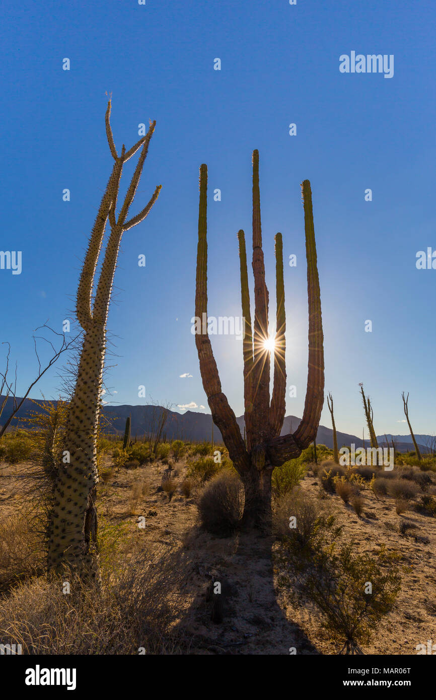 Boojum tree, cirio (Fouquieria columnaris), Bahia de los Angeles, Baja ...