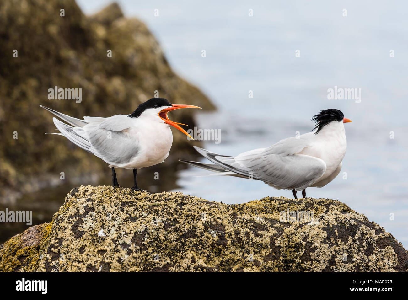 Elegant terns (Thalasseus elegans), at breeding colony on Isla Rasa ...