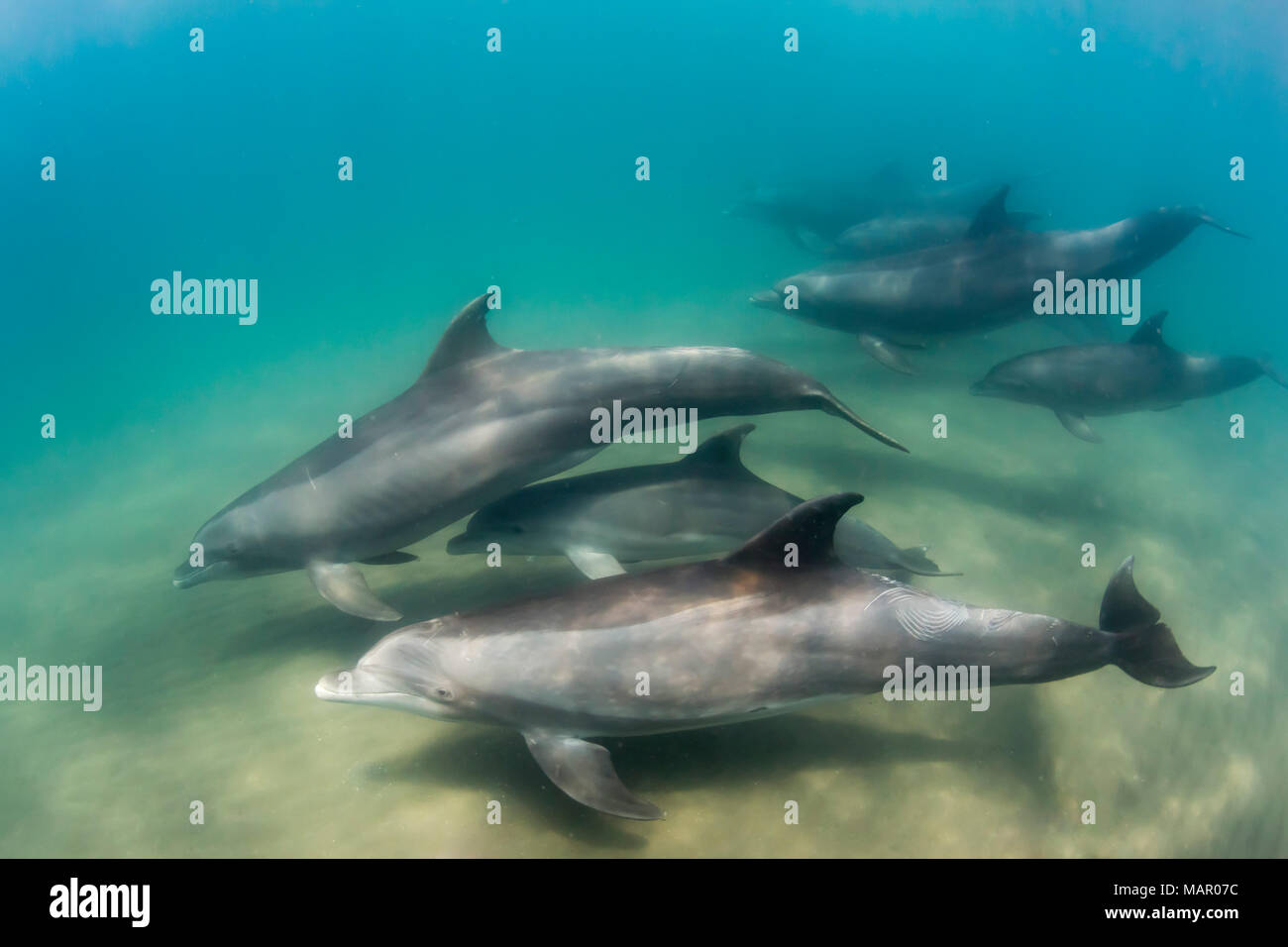 Pod Of Bottlenose Dolphins