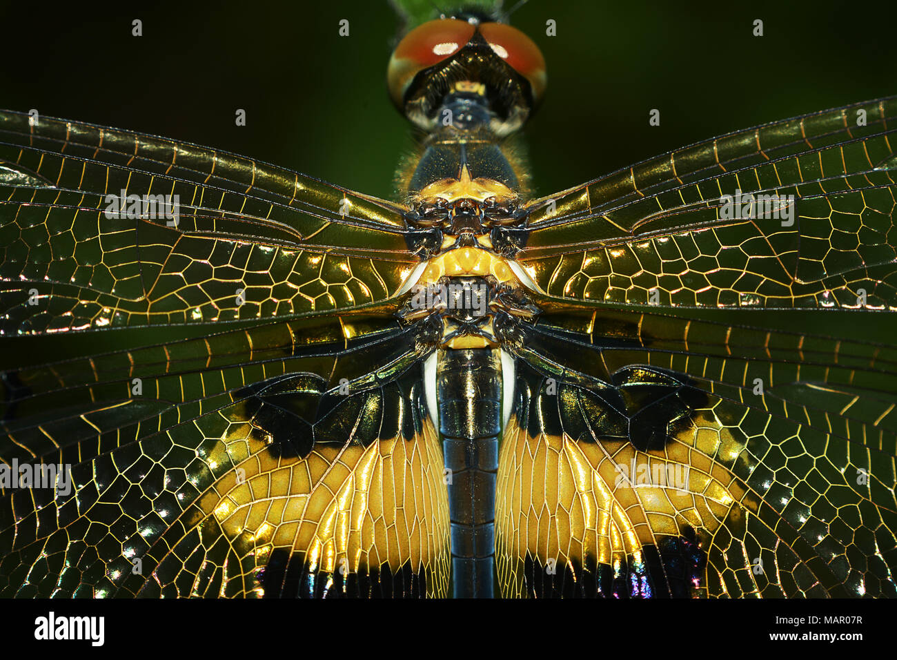 beautiful color pattern of dragonflies seen from above Stock Photo - Alamy