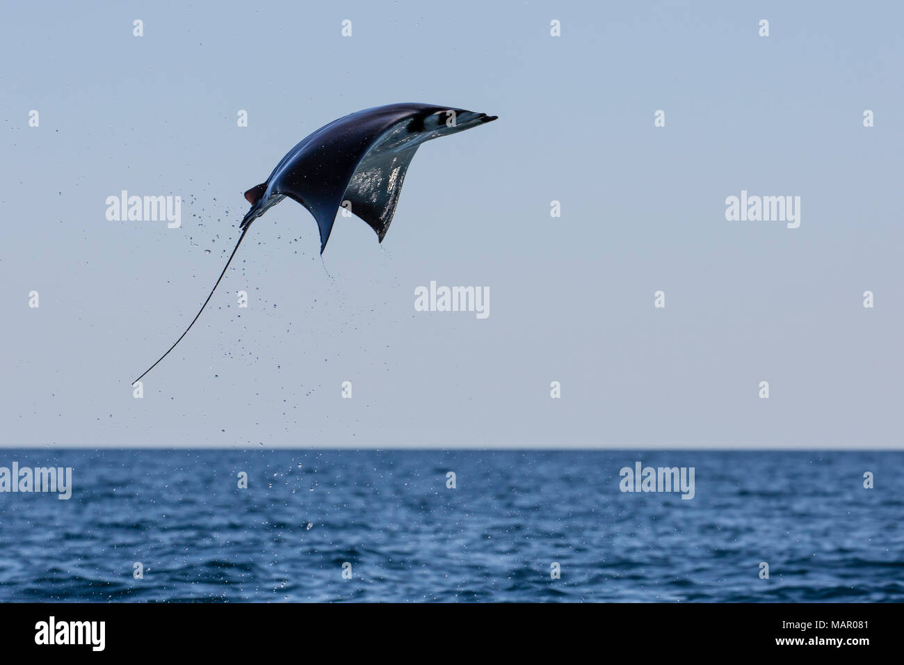 Adult Munk's pygmy devil ray (Mobula munkiana), leaping near Isla ...