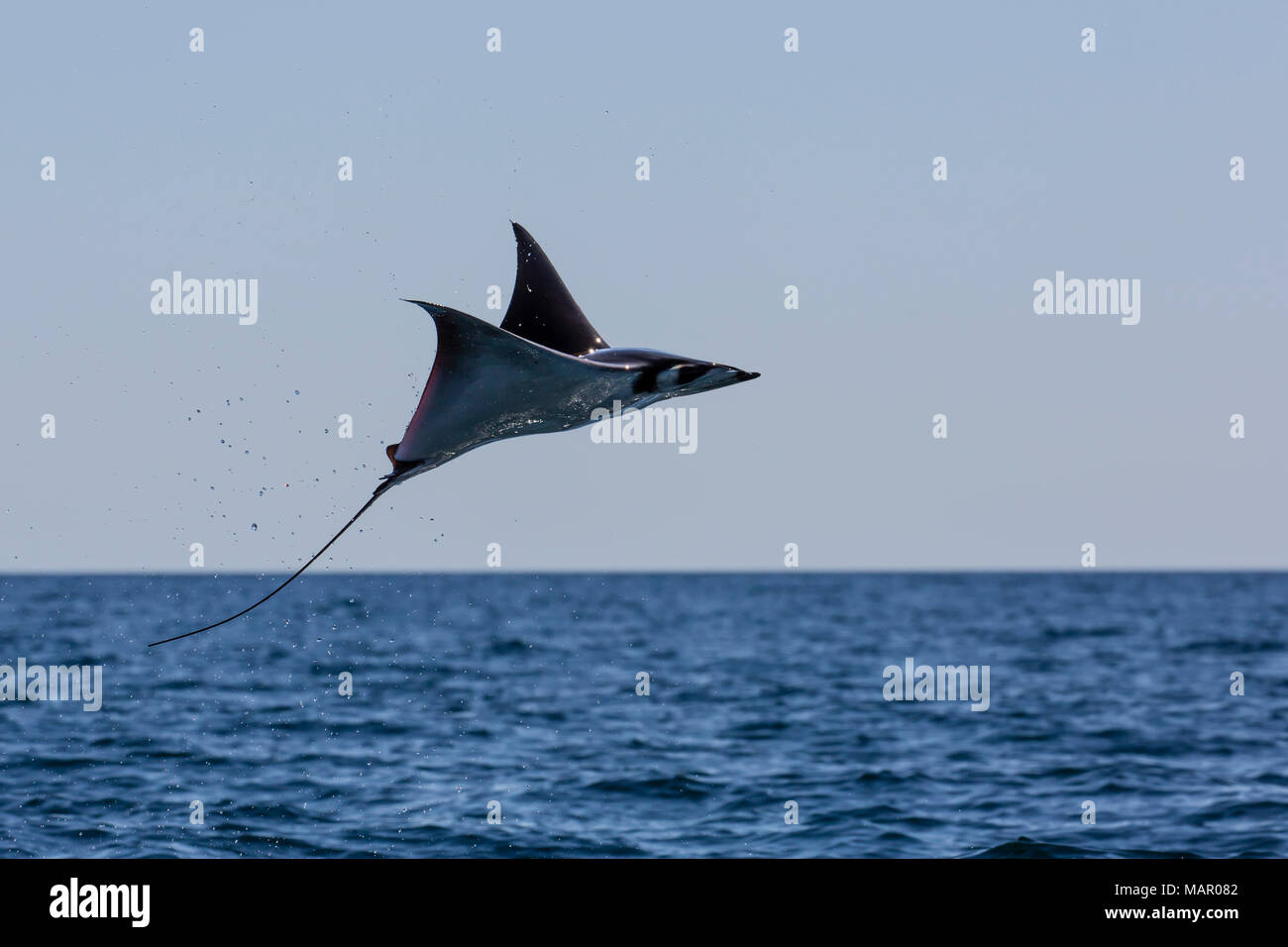Munks pygmy devil ray hi-res stock photography and images - Alamy