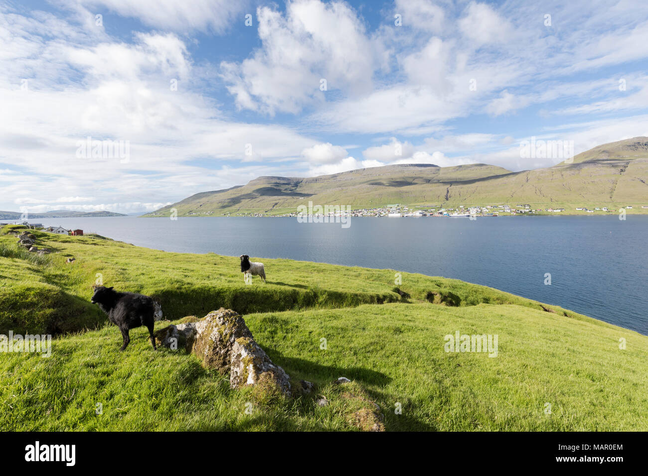 Sheep eysturoy faroe islands hi-res stock photography and images - Alamy