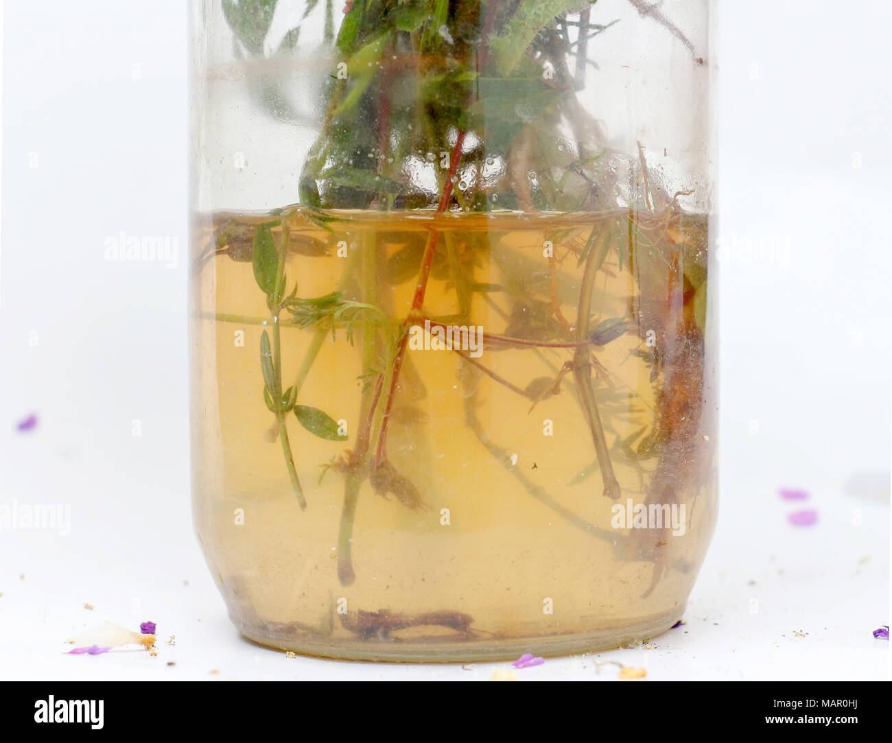 picture of roots of wild plants in a jar Stock Photo - Alamy