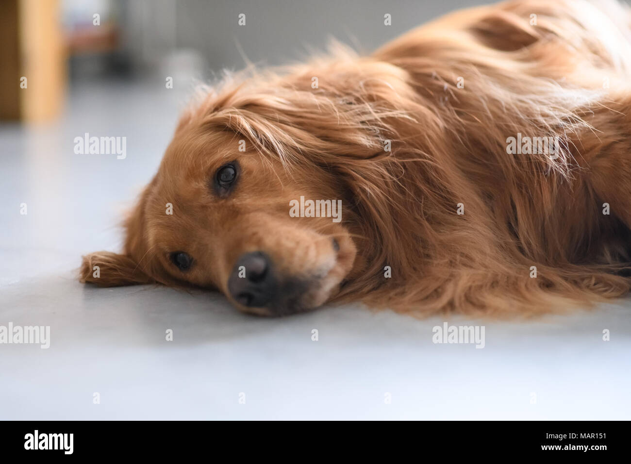 Cute golden retriever on the ground Stock Photo - Alamy