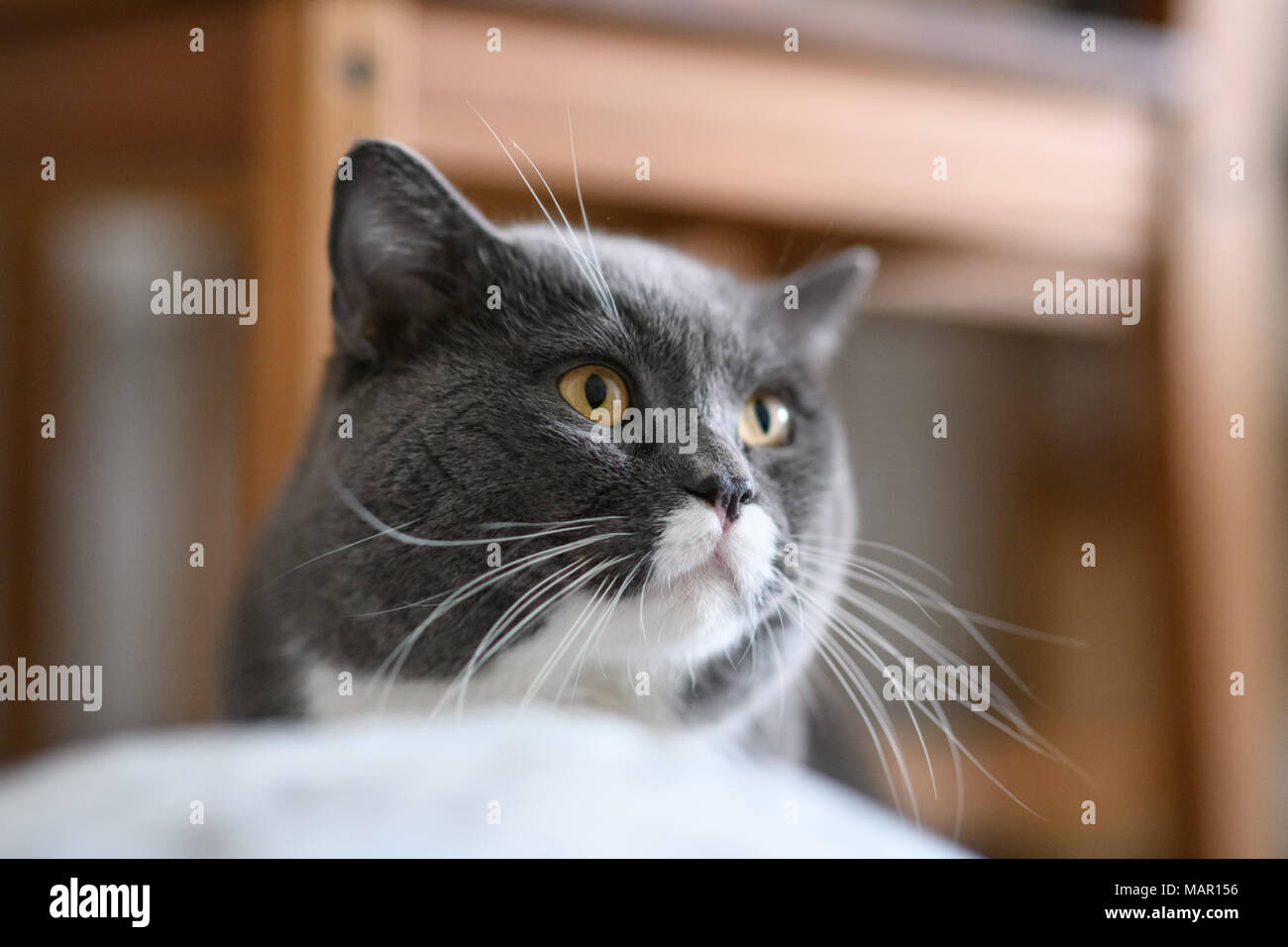 British short hair cat face close-up Stock Photo - Alamy