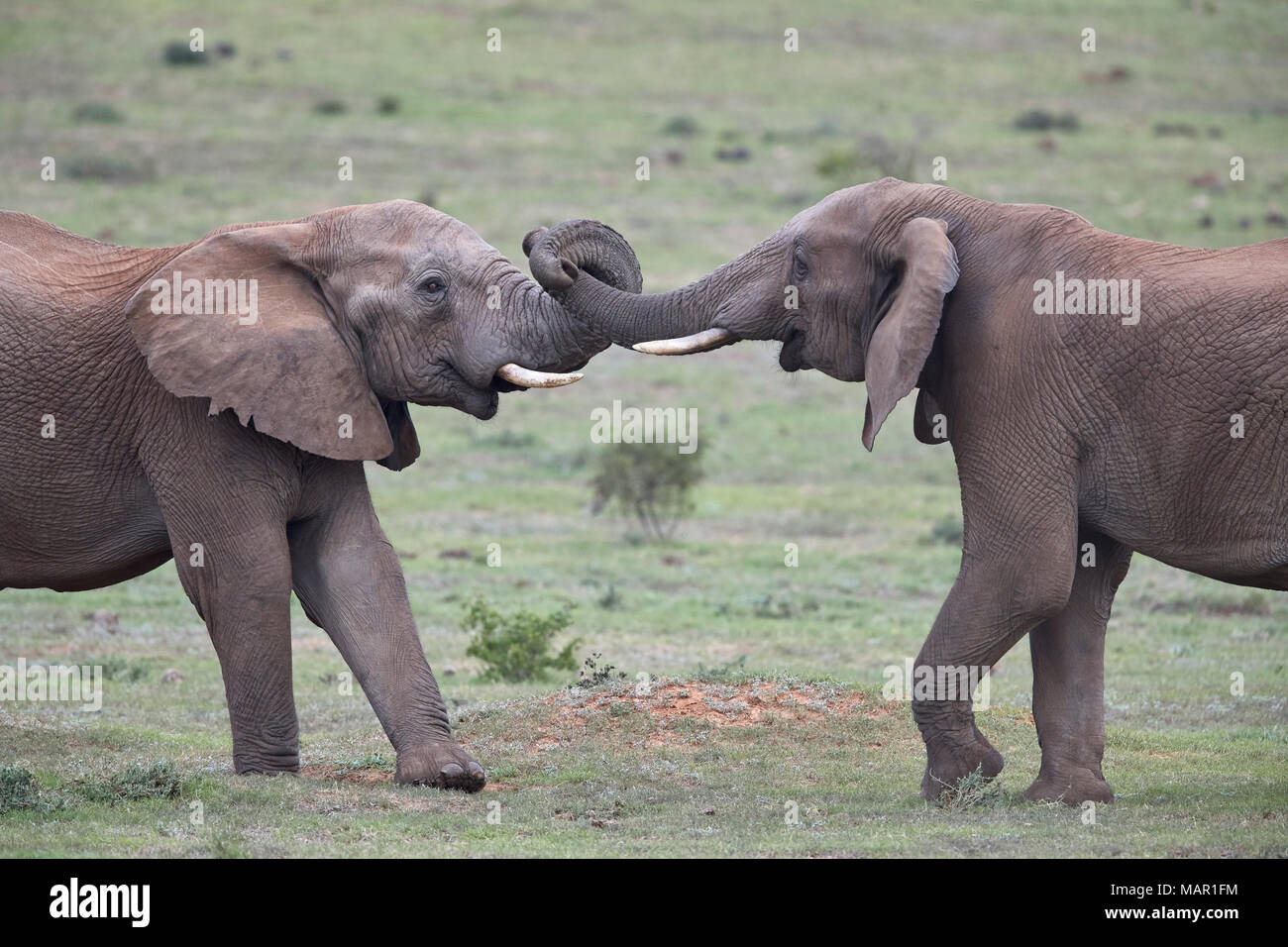 Elephants testing hi-res stock photography and images - Alamy