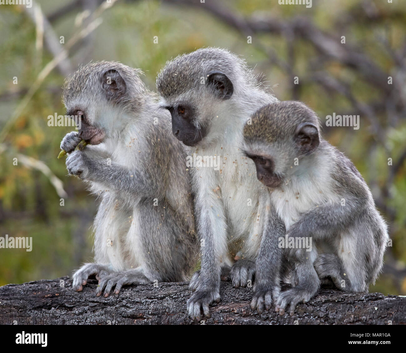 Three young Vervet Monkeys (Chlorocebus aethiops), Mountain Zebra ...