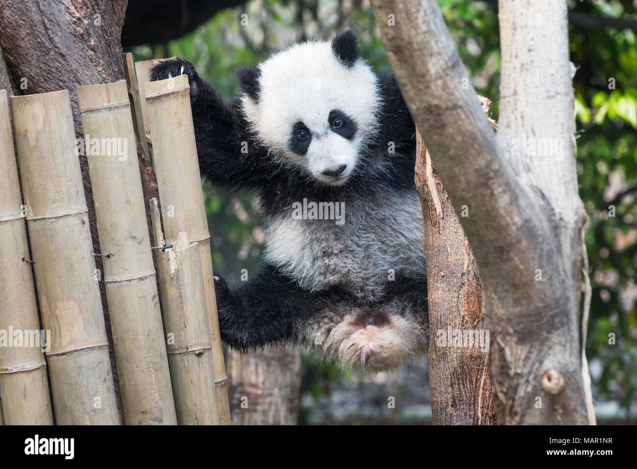 Panda cub playing in a tree, Chengdu, China Stock Photo - Alamy