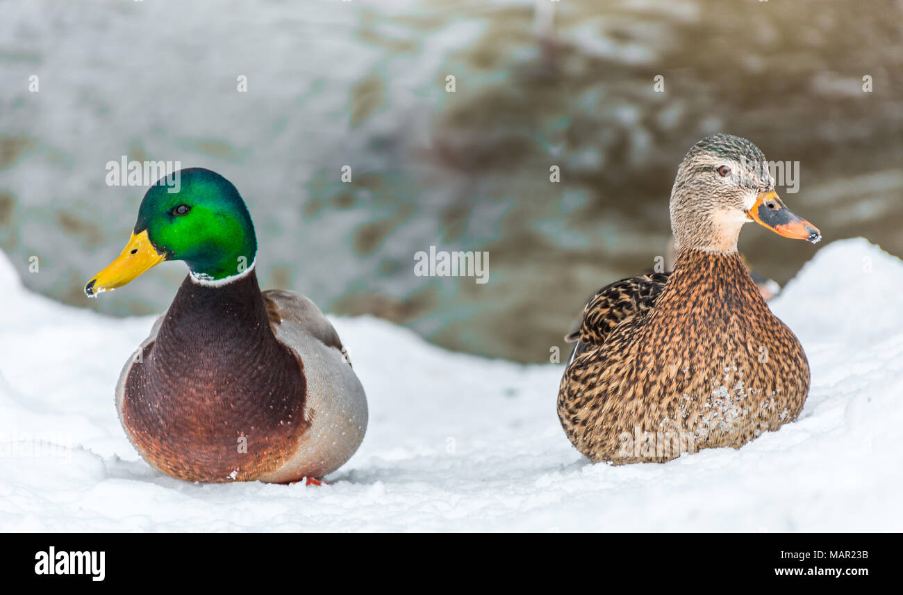Female mallard duck with purple feathers hi-res stock photography and ...