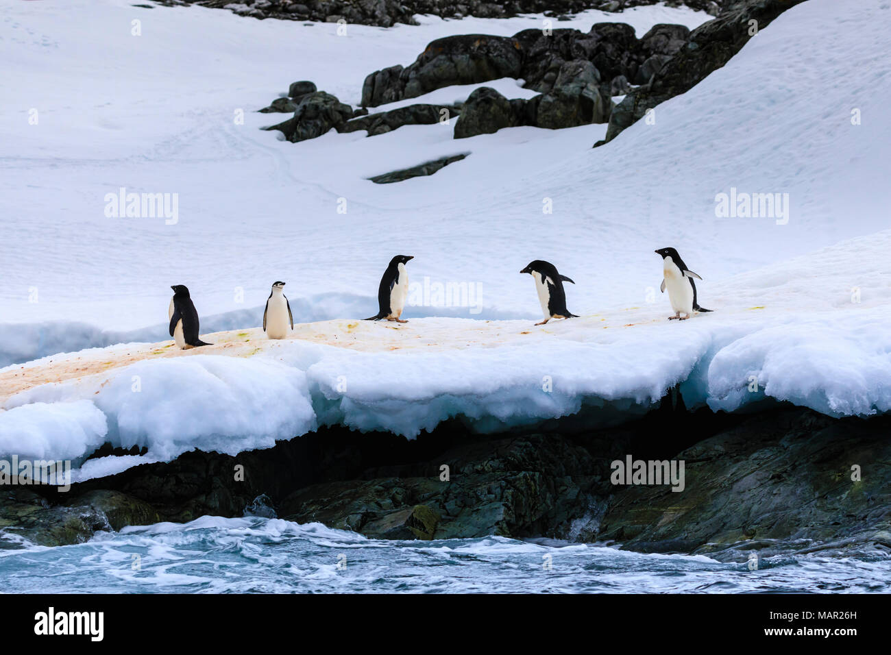 Chinstrap (Pygoscelis antarcticus) and Adelie Penguins (Pygoscelis ...