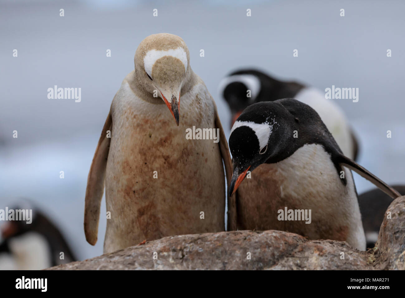 Leucistic seabird hi-res stock photography and images - Alamy