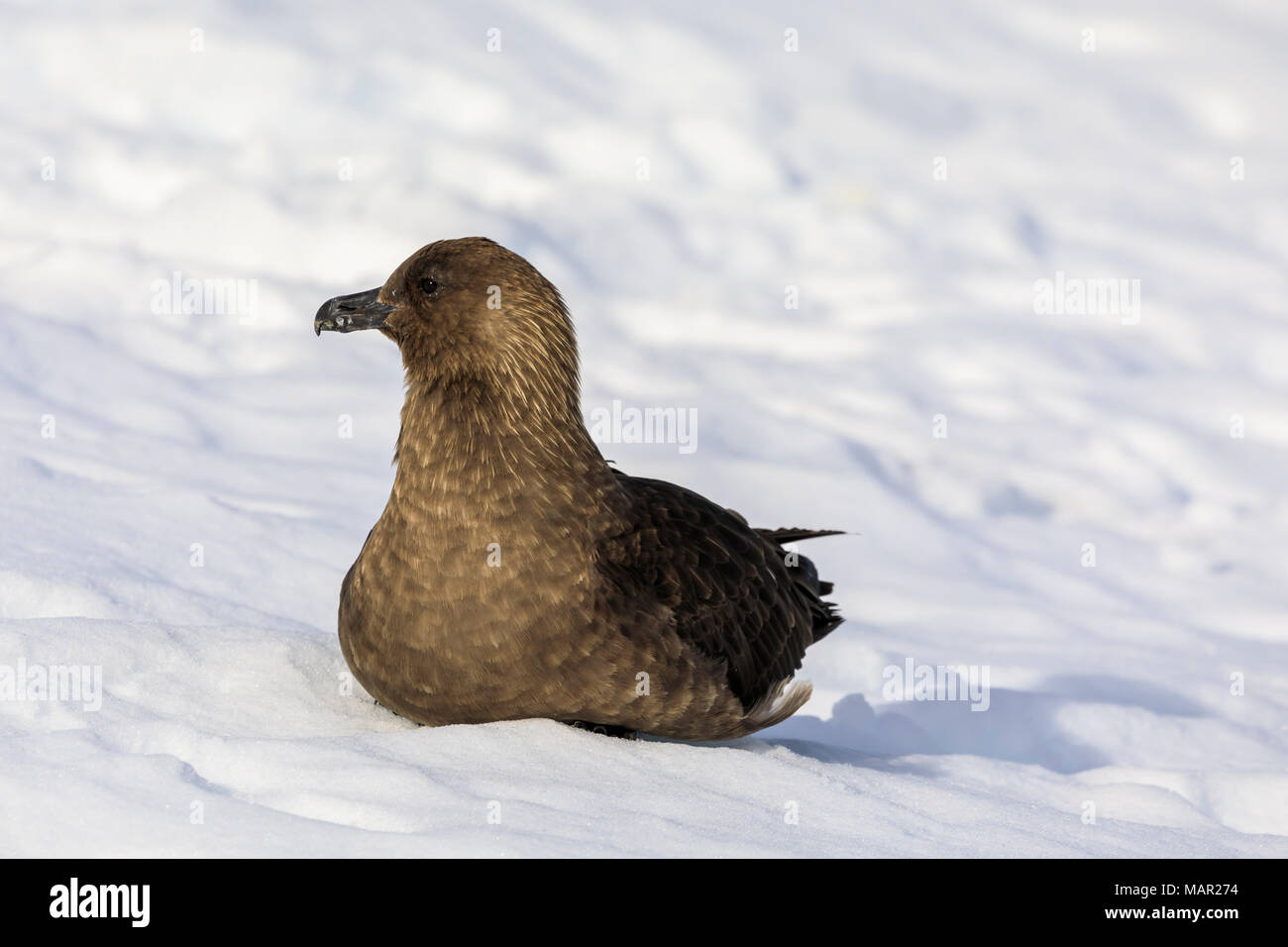 Southern great skua hi-res stock photography and images - Alamy