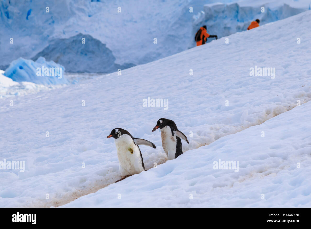 Penguin highway hi-res stock photography and images - Alamy