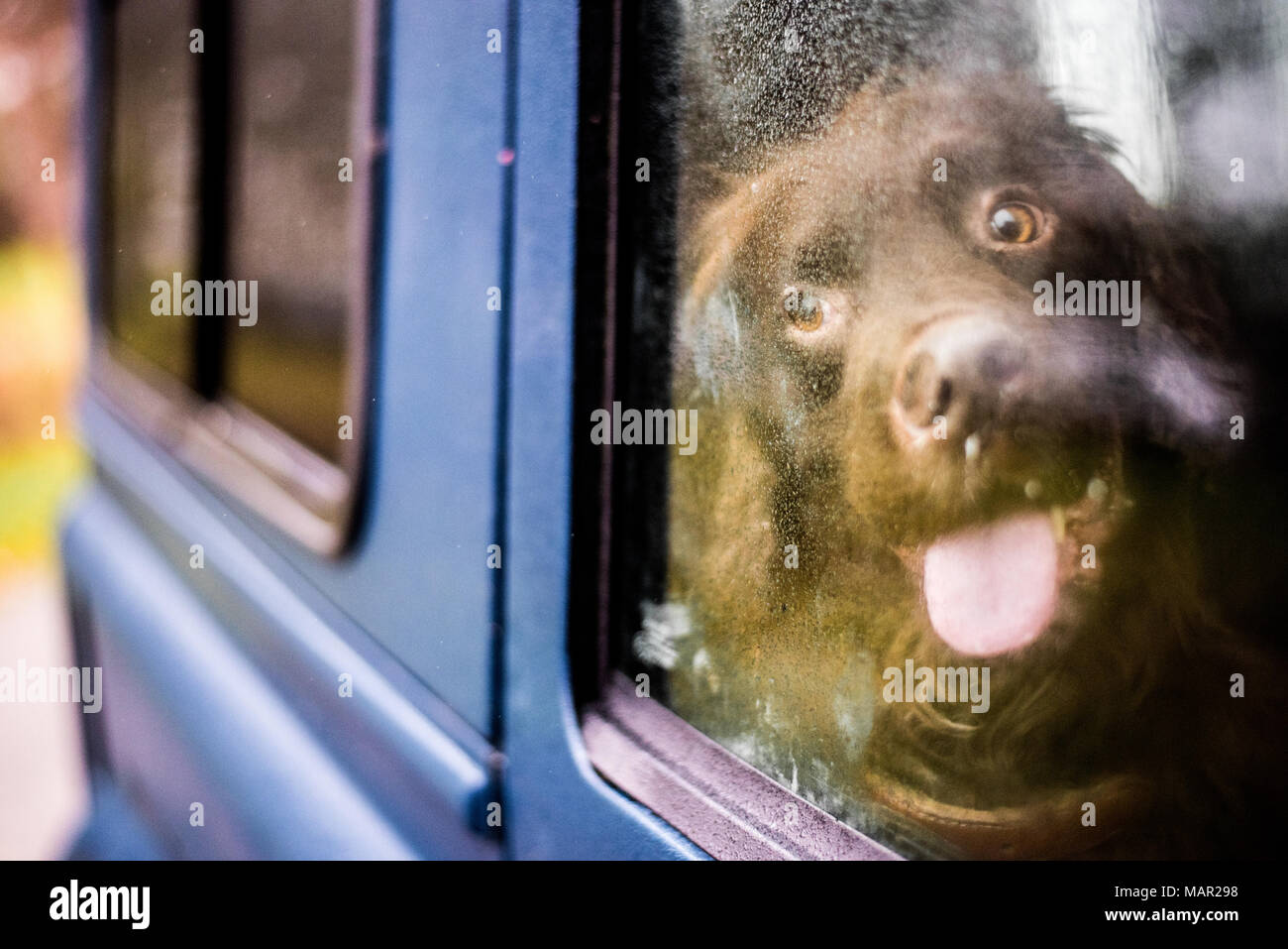 Nose against the window hi-res stock photography and images - Alamy