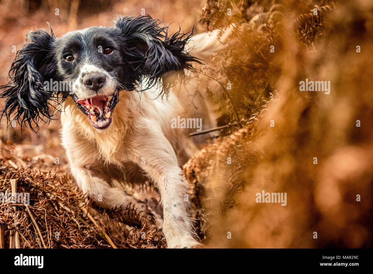 Springer spaniel running through ferns, United Kingdom, Europe Stock ...
