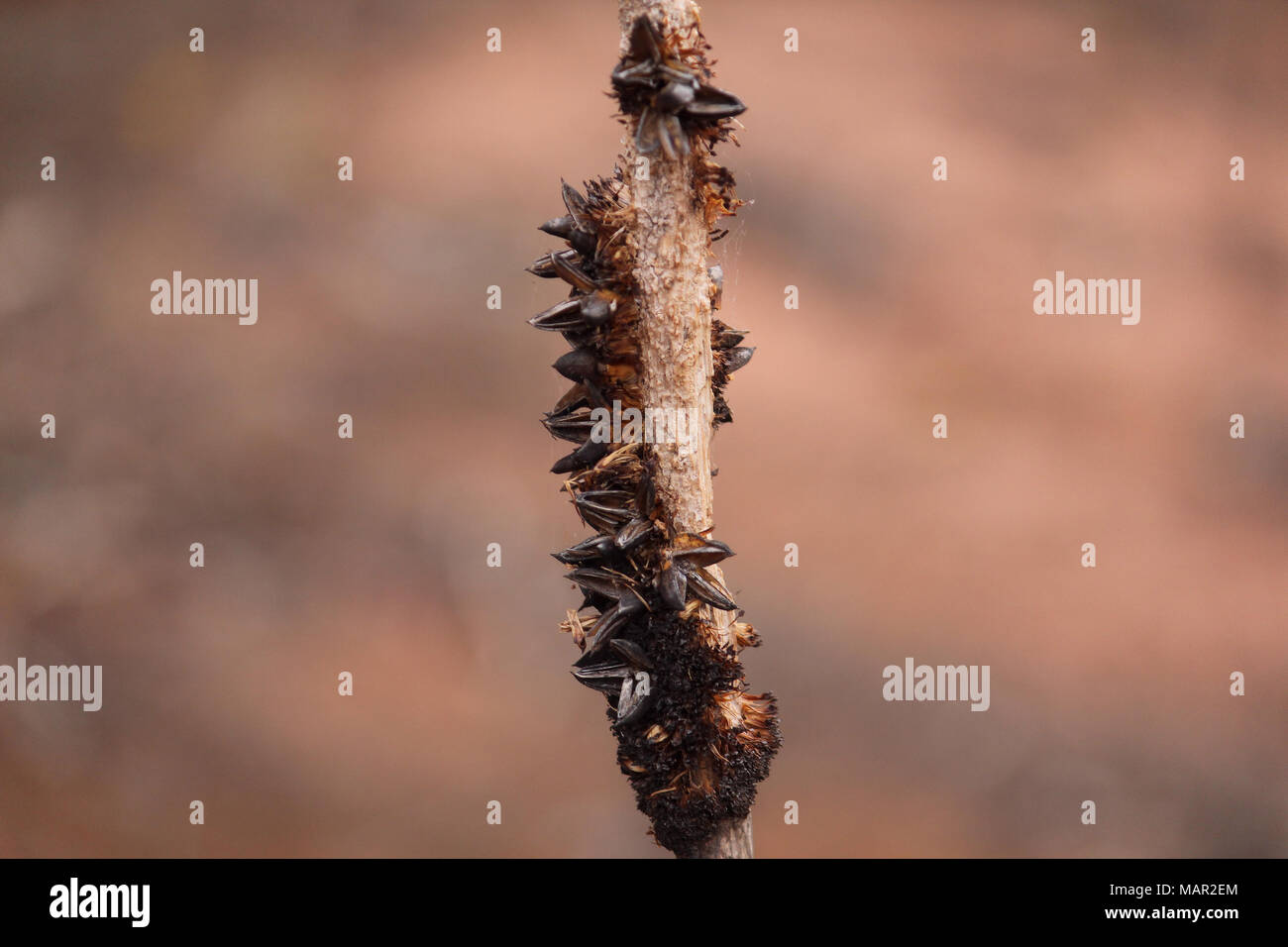 The flower spike of the Xanthorrhoea after flowering and the seed pods ...
