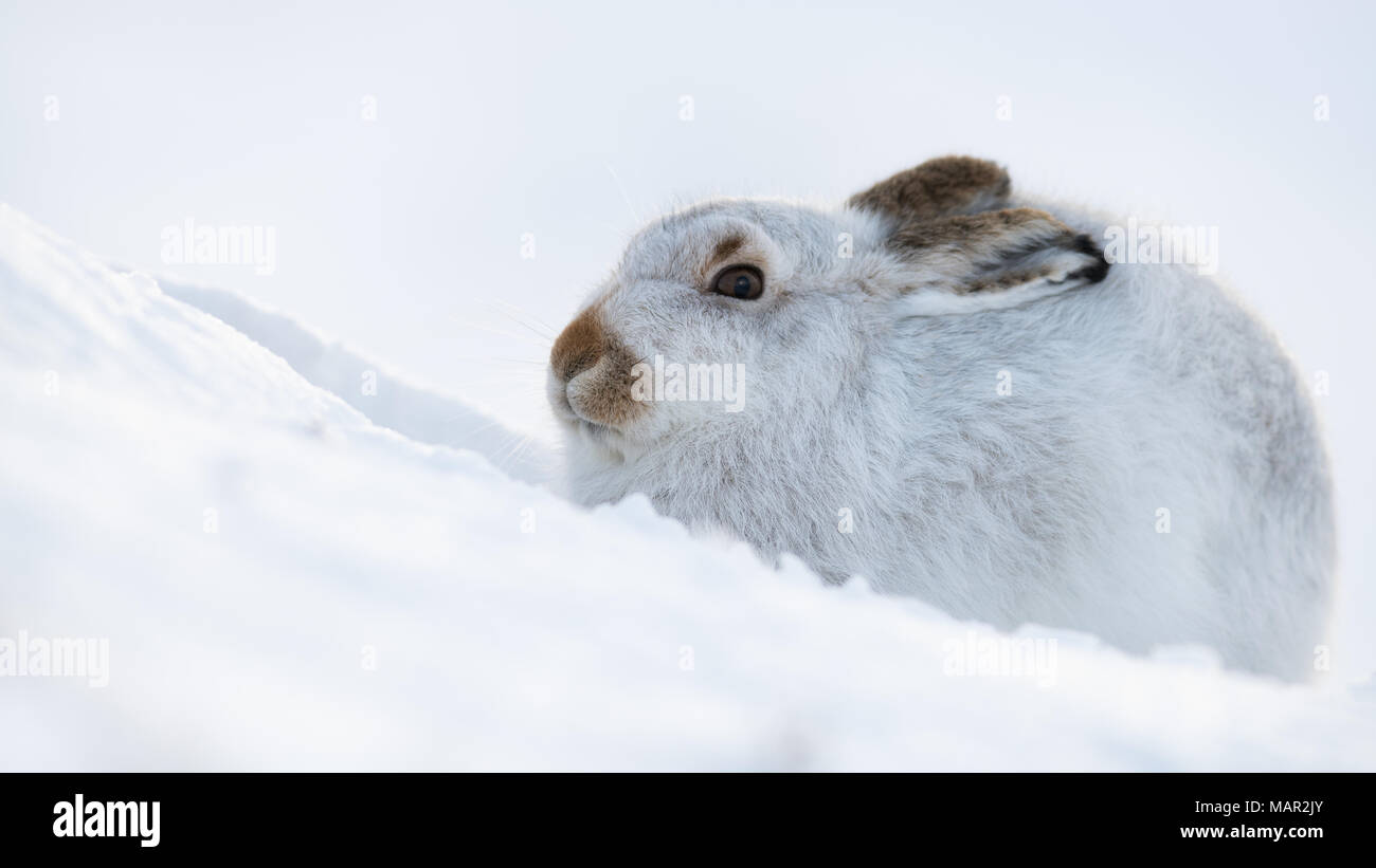 Mountain hare portrait (Lepus timidus) in winter snow, Scottish ...
