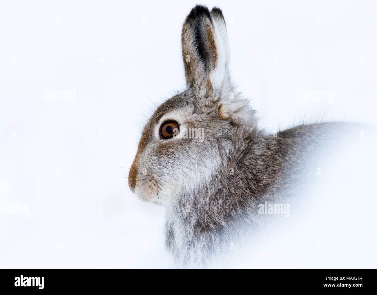 Mountain hare (Lepus timidus) in winter snow, Scottish Highlands ...