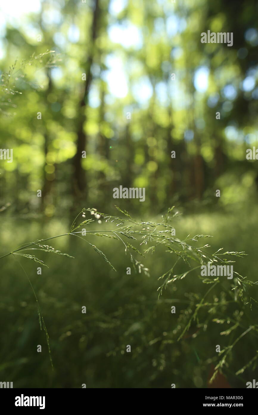 Detailed Abstract Meadow Grass Background .IMacro Closeup, Large ...
