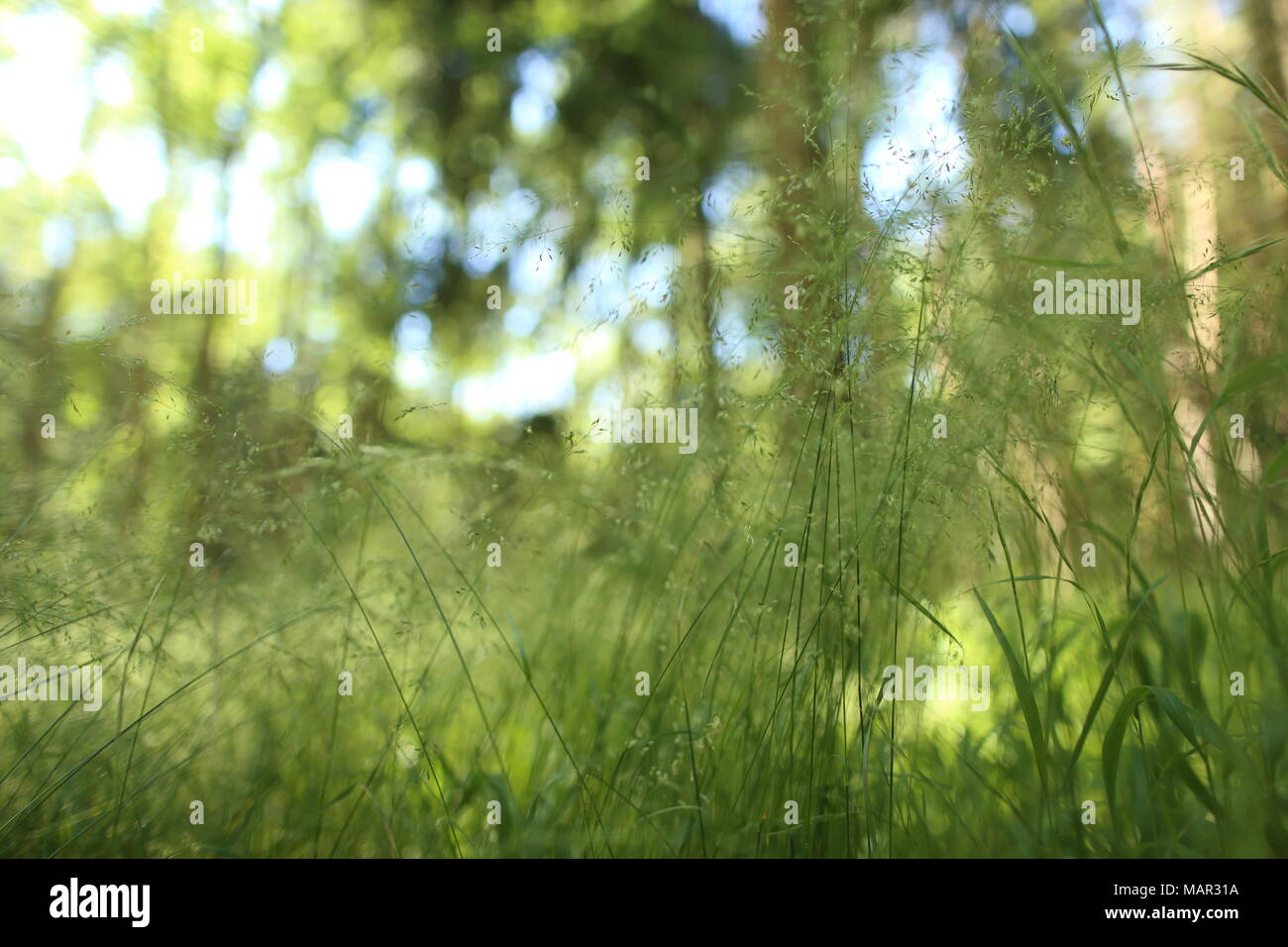 Detailed Abstract Meadow Grass Background .IMacro Closeup, Large ...