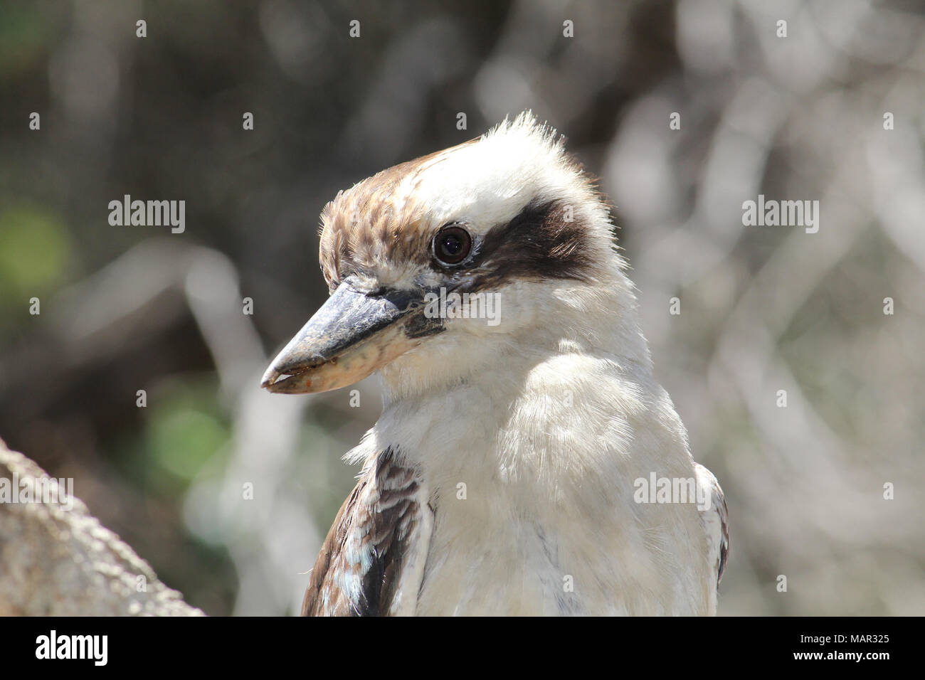 Kookaburra laughing hi-res stock photography and images - Alamy
