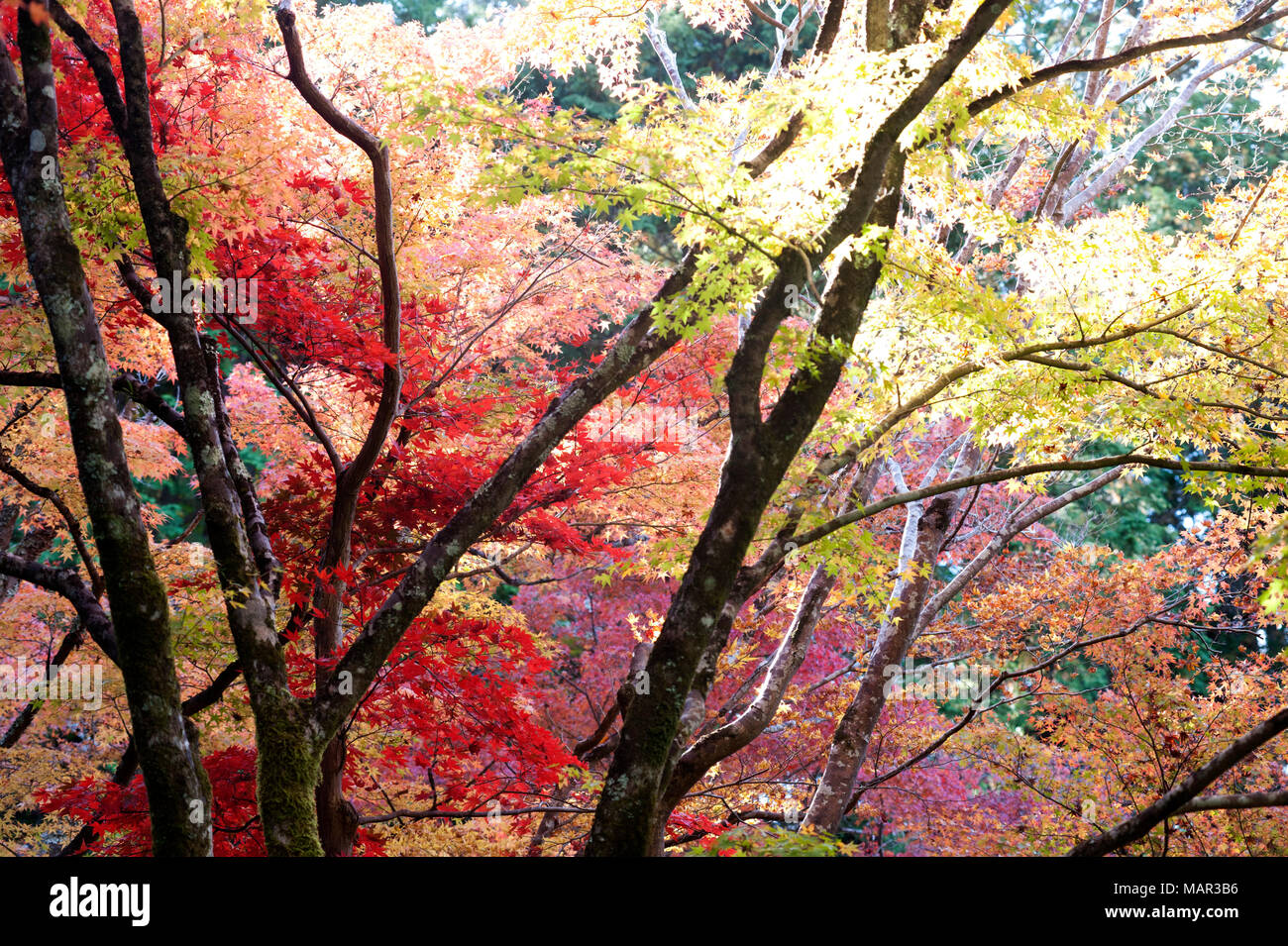 Glorious autumn leaf colour in the Japanese maple trees in Ginkakuji ...