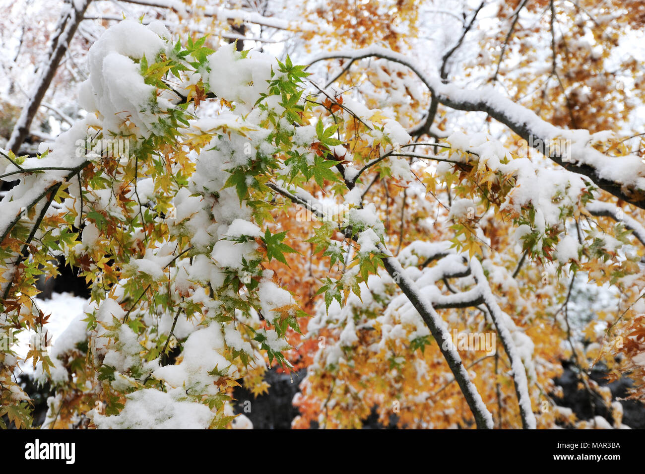 First fall of snow onto maple leaves still showing autumn colours ...