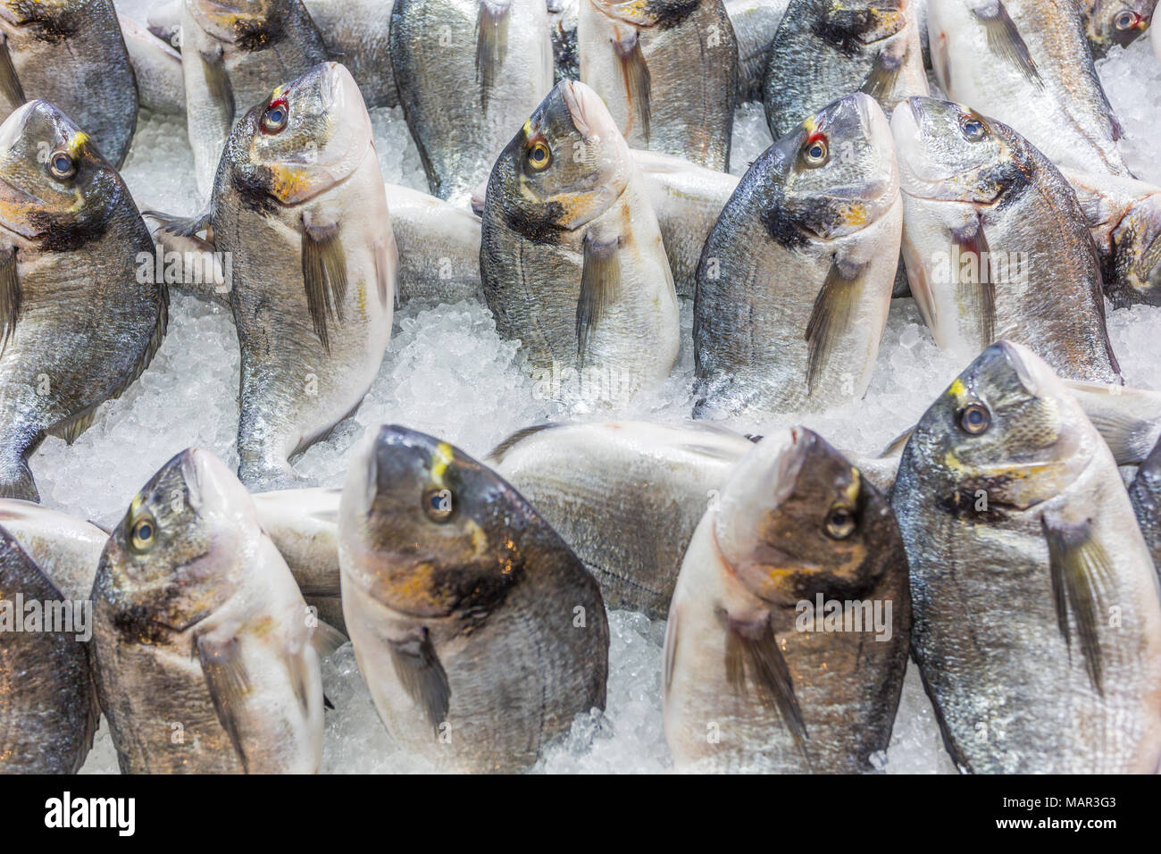 Interior view of fishmongers stall in Central Market, Monastiraki ...