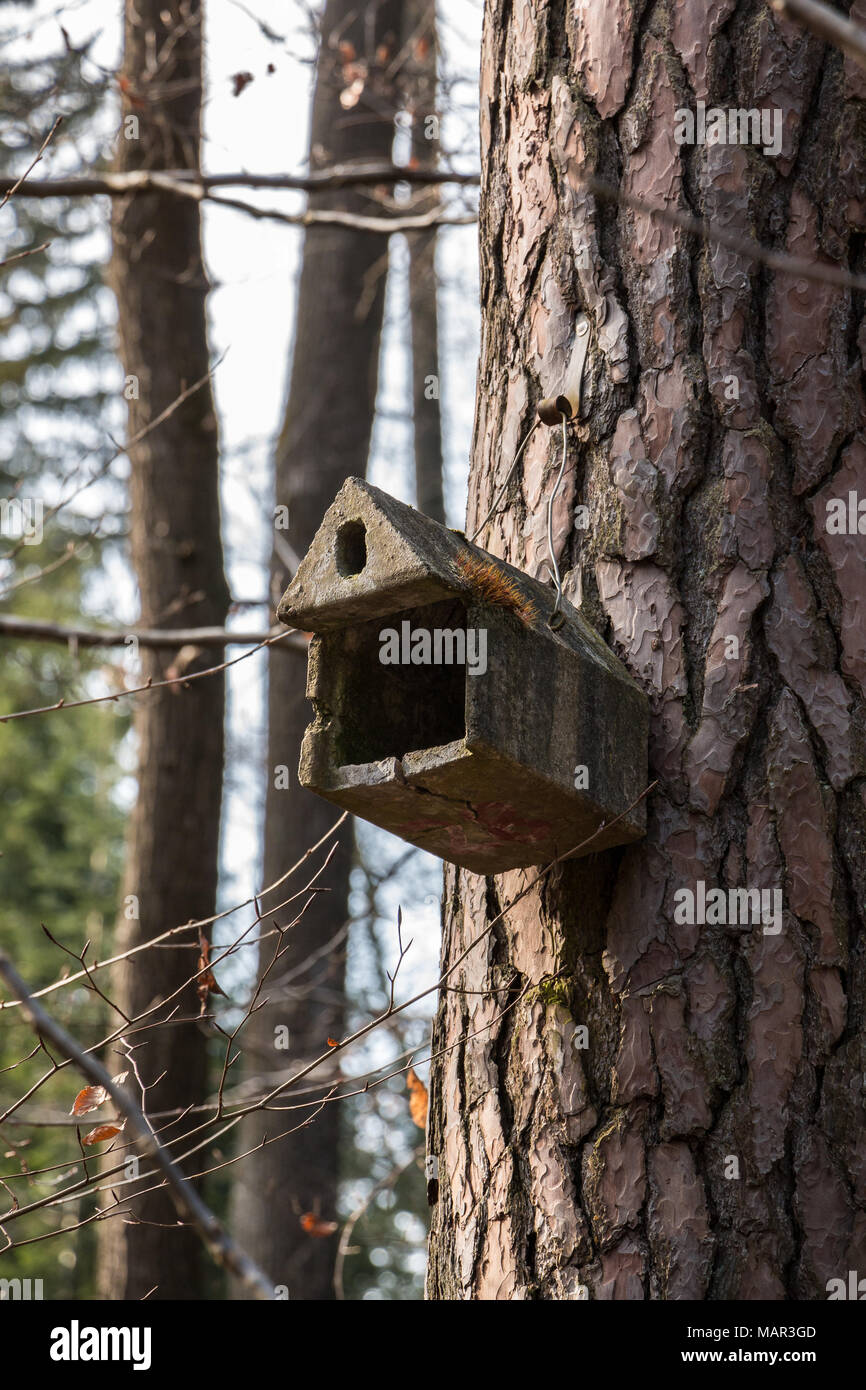 Little bird table on a big old tree Stock Photo - Alamy
