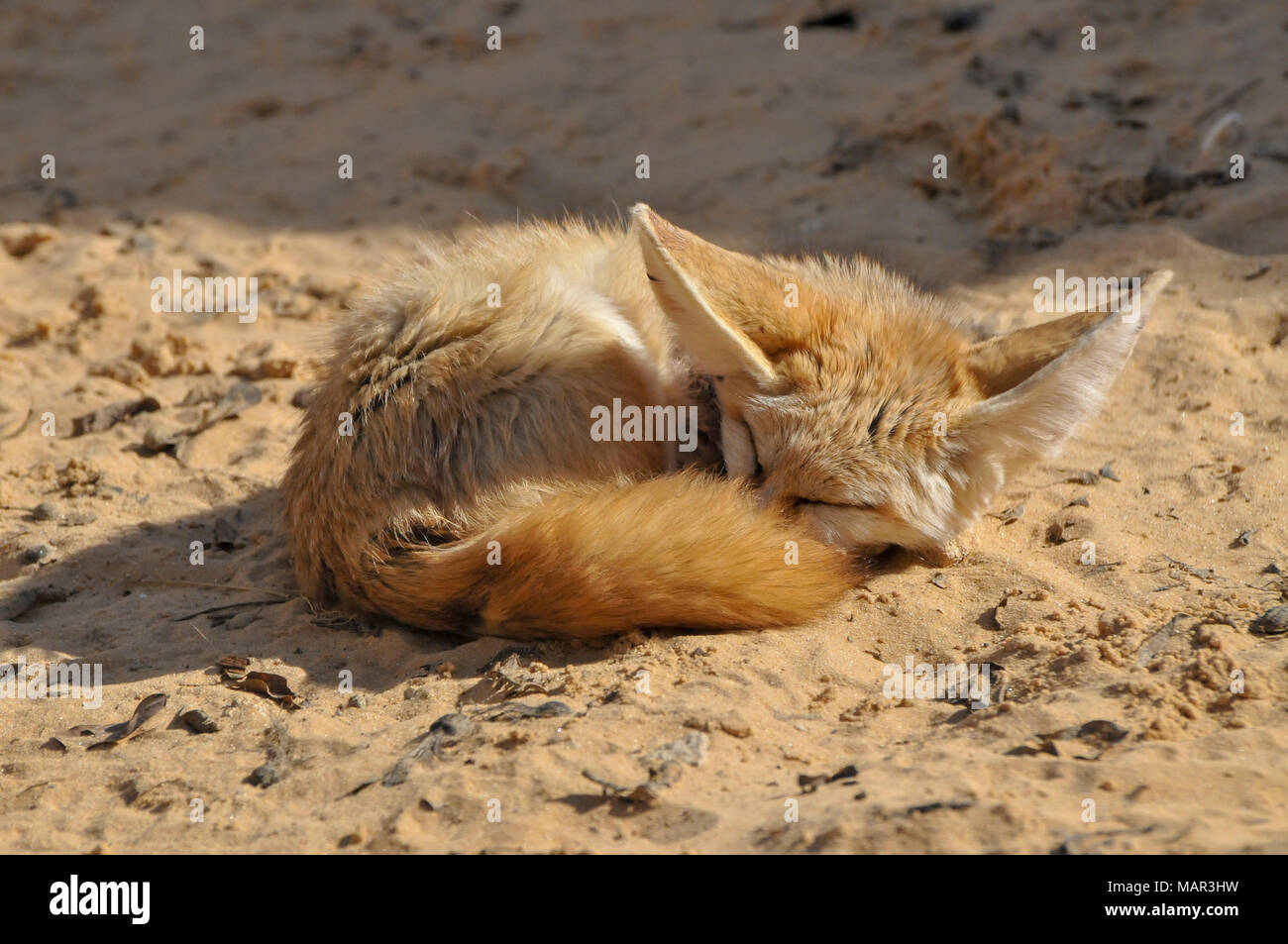 Fennec fox, (Vulpes zerda), sleeping on the warm sand Stock Photo - Alamy
