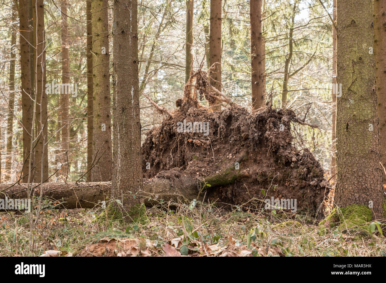 Big fallen trees in the middle of the forest Stock Photo - Alamy