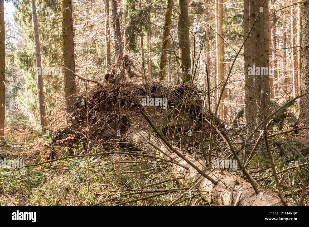 Big fallen trees in the middle of the forest Stock Photo - Alamy