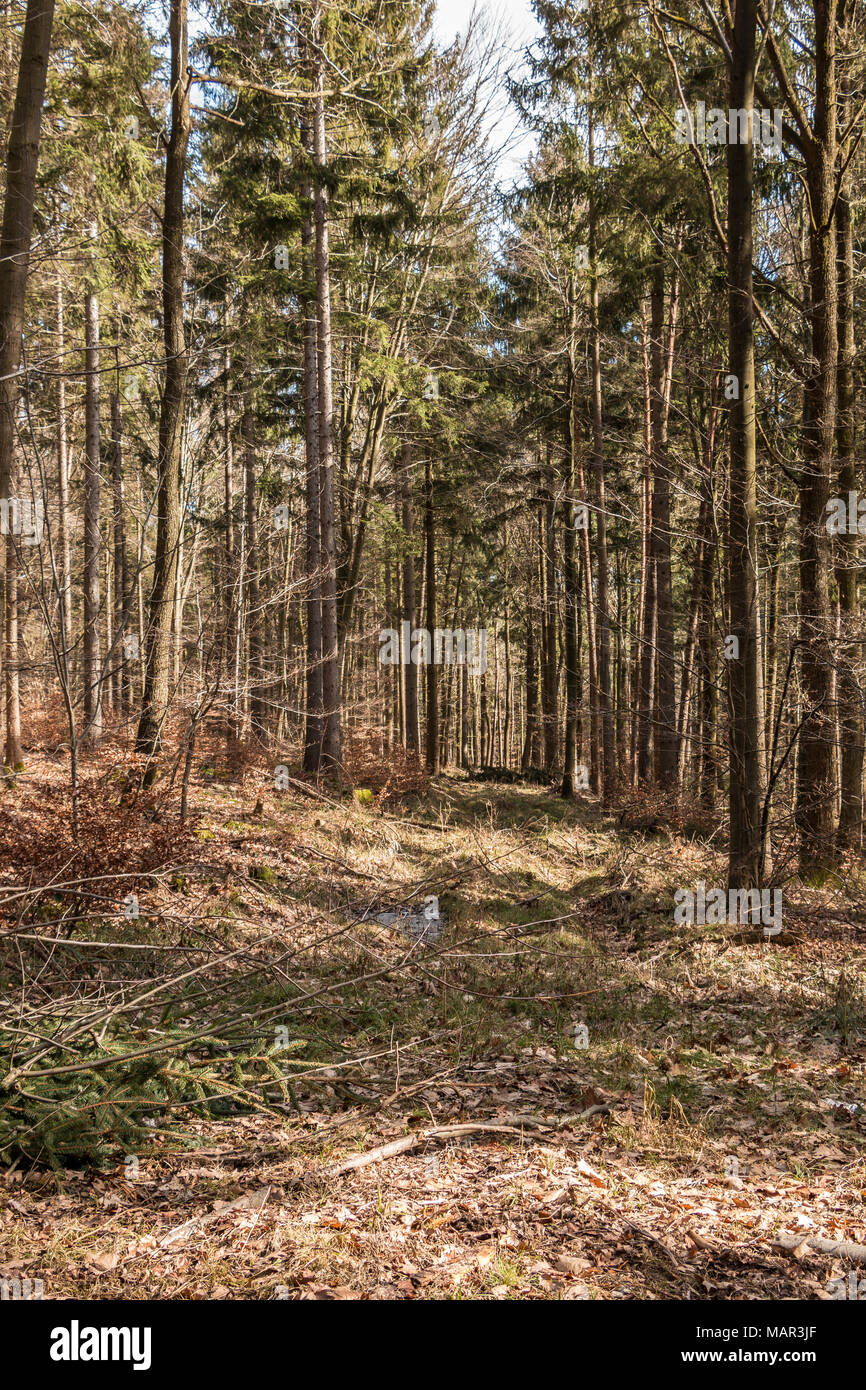 Trees in the middle of the forest Stock Photo - Alamy