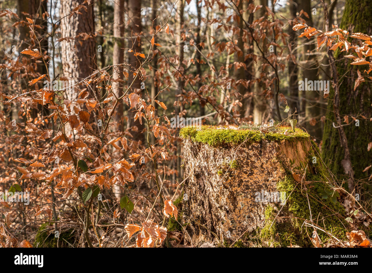 Stump of a tree in the middle of the forest Stock Photo - Alamy