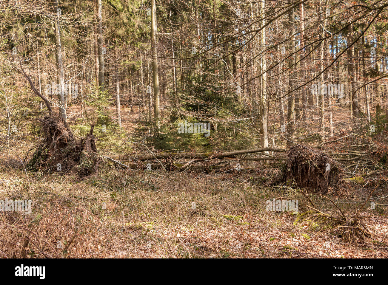 Big fallen trees in the middle of the forest Stock Photo - Alamy