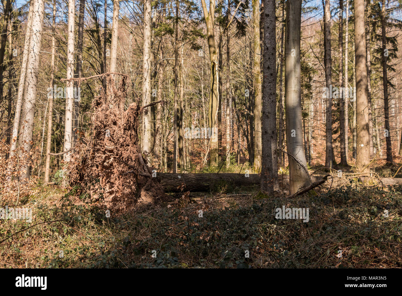 Big fallen trees in the middle of the forest Stock Photo - Alamy