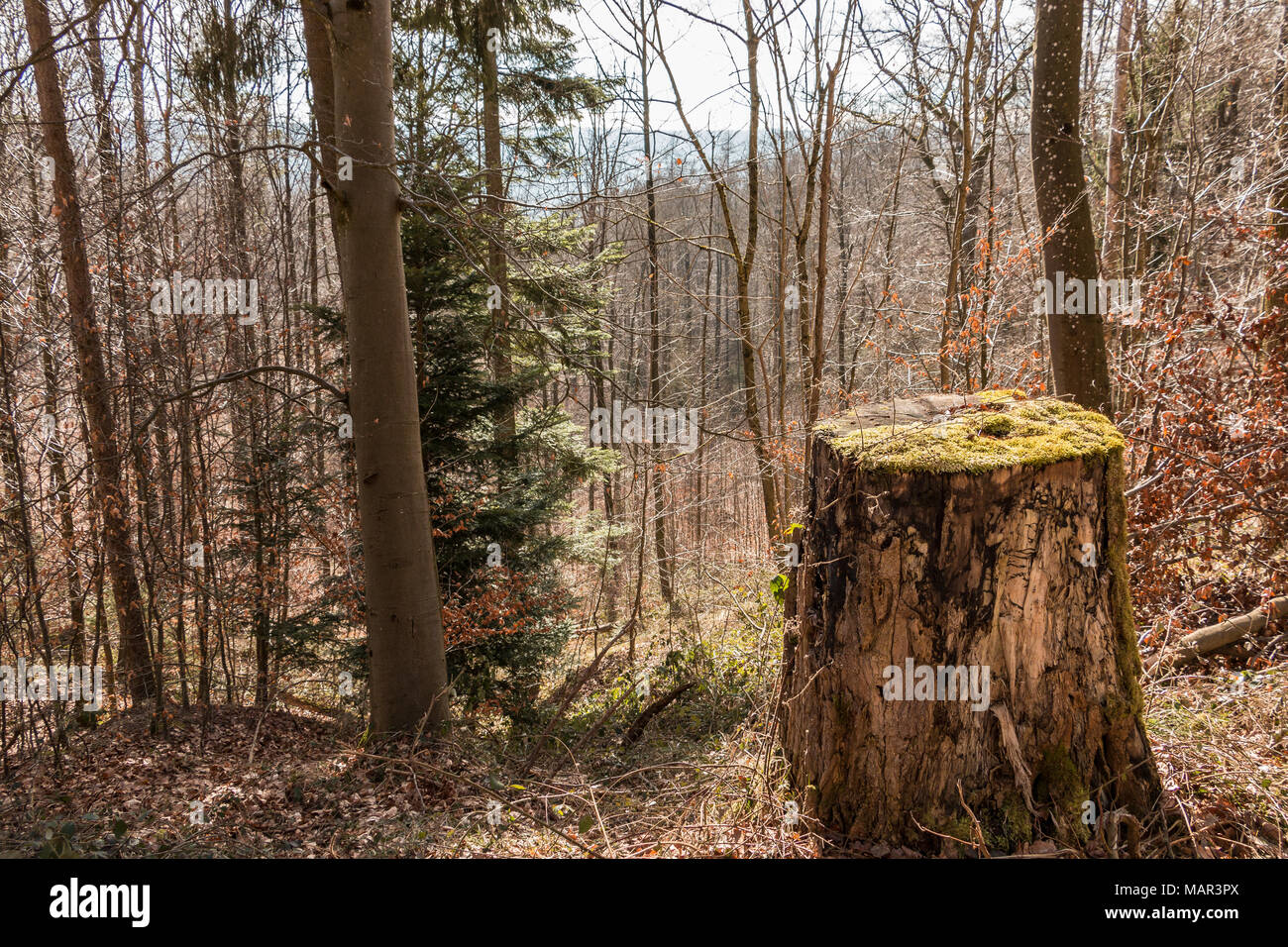 Stump of a tree in the middle of the forest Stock Photo - Alamy