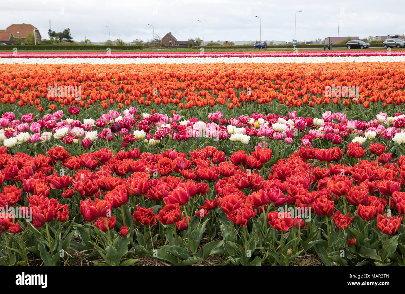 Tulip fields of the Bollenstreek, South Holland, Netherlands Stock ...