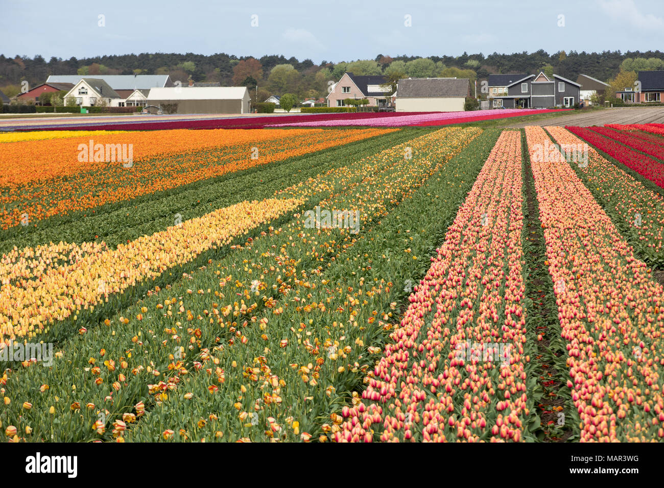 Tulip fields of the Bollenstreek, South Holland, Netherlands Stock ...