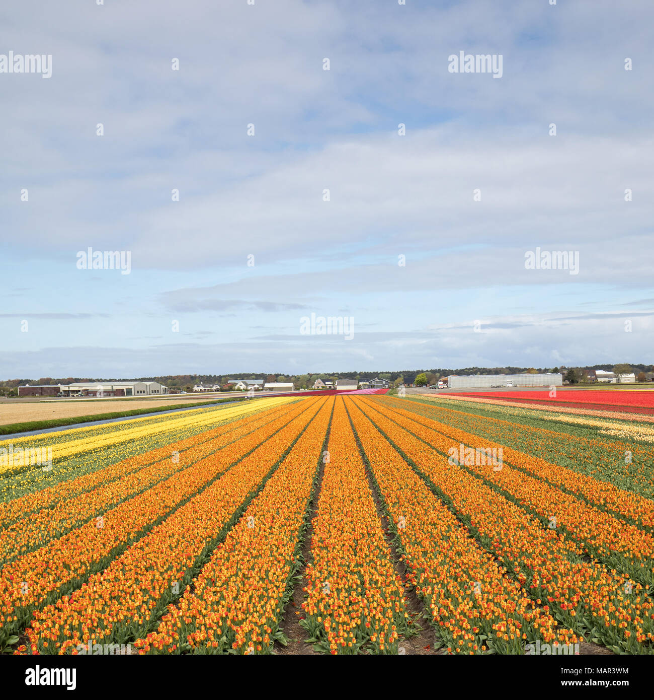Tulip fields of the Bollenstreek, South Holland, Netherlands Stock ...