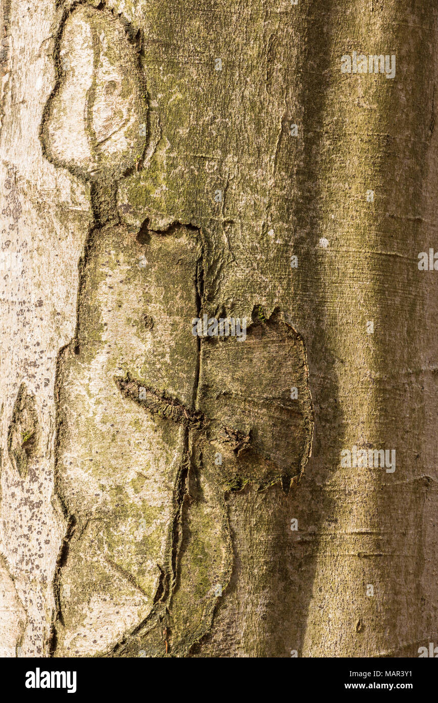 Tree trunk with scars in the middle of the forest Stock Photo - Alamy