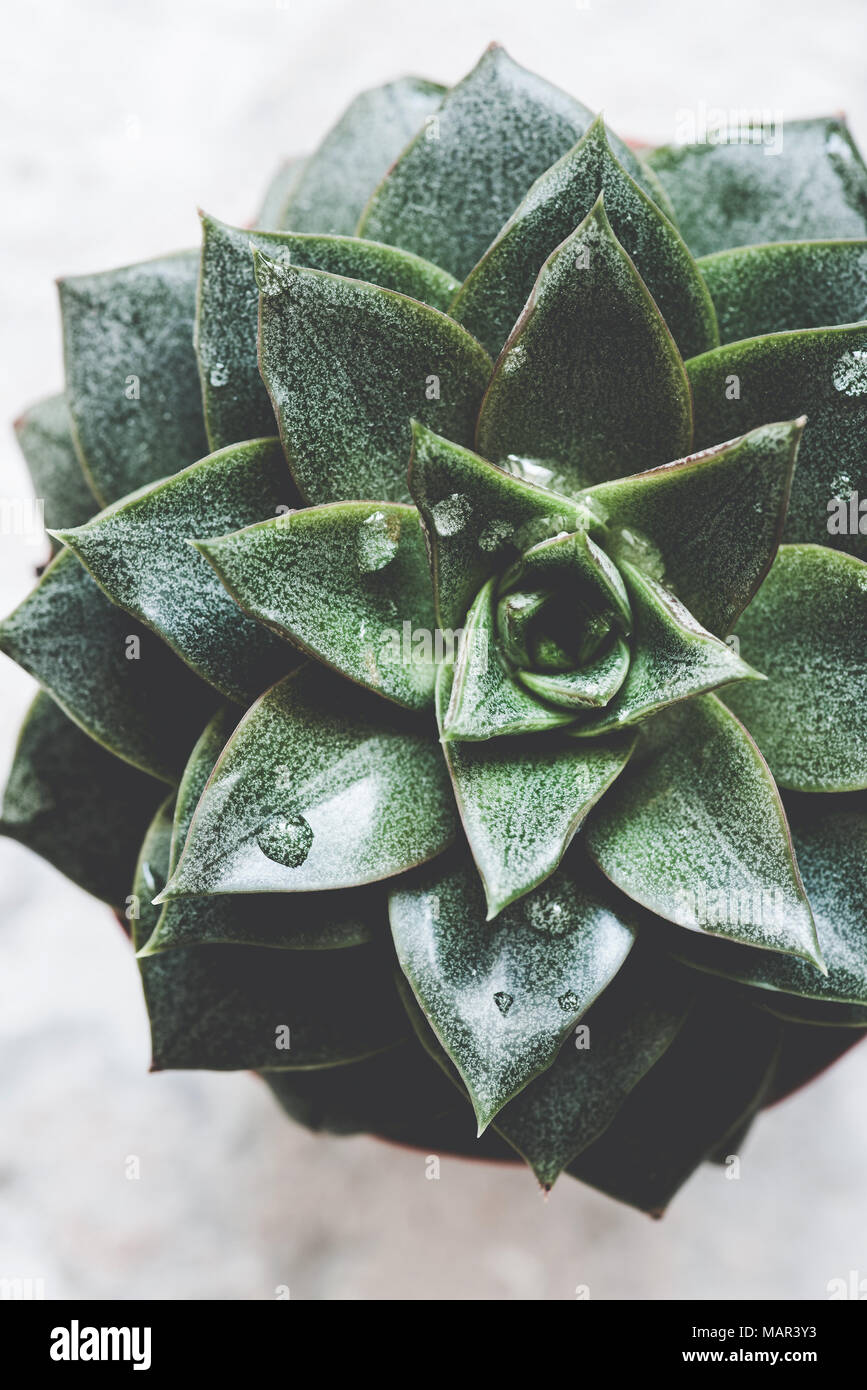 Rose cactus hi-res stock photography and images - Alamy