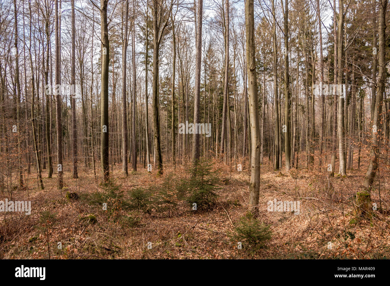 Trees in the middle of the forest Stock Photo - Alamy